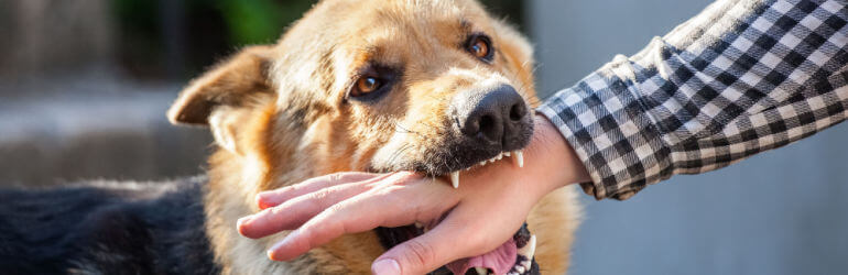 What Happens If You Go To The Hospital For A Dog Bite